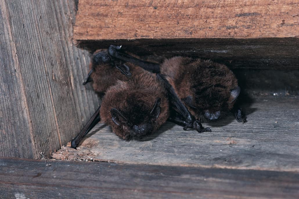 BAT REMEDIATION: WHAT TO DO WHEN YOU HAVE A BAT INFESTATION - Branch ...